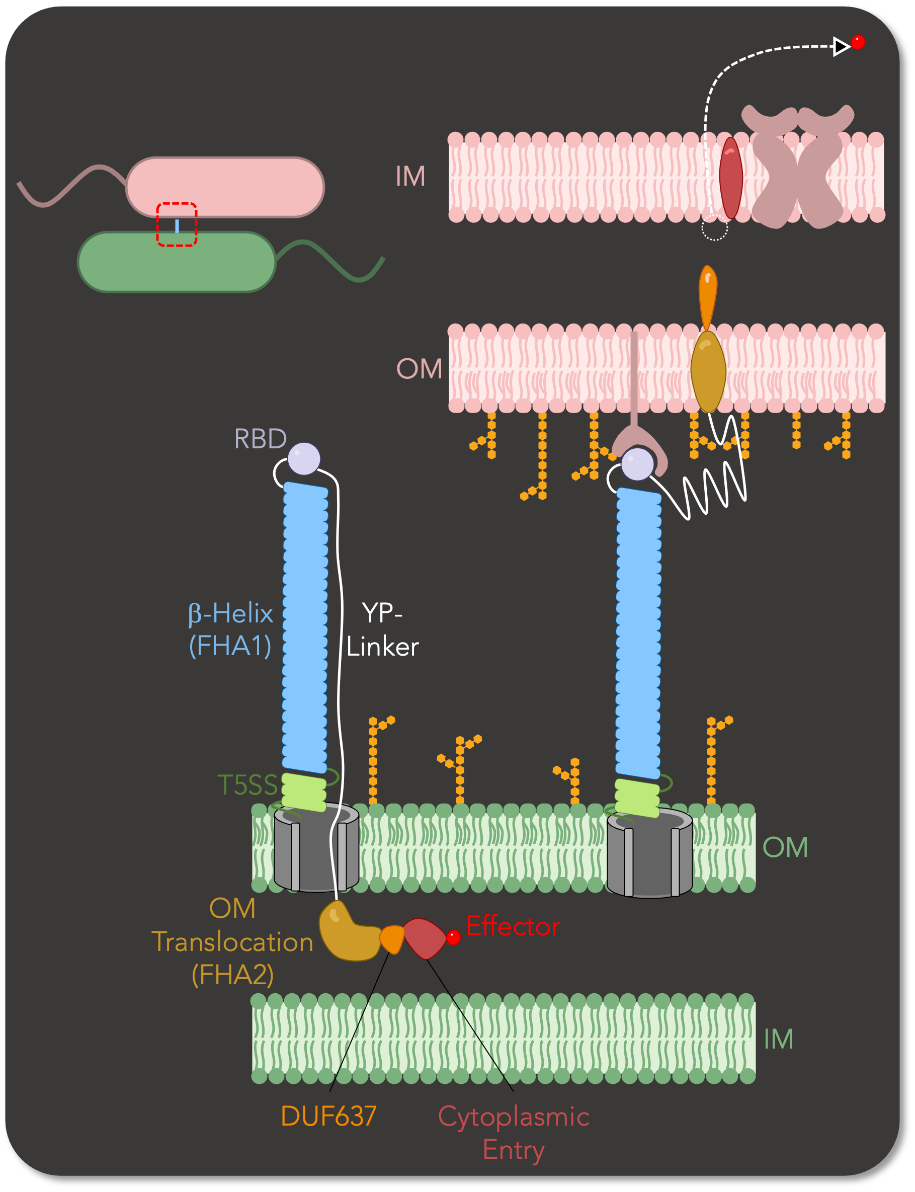 Research – The Allen Lab